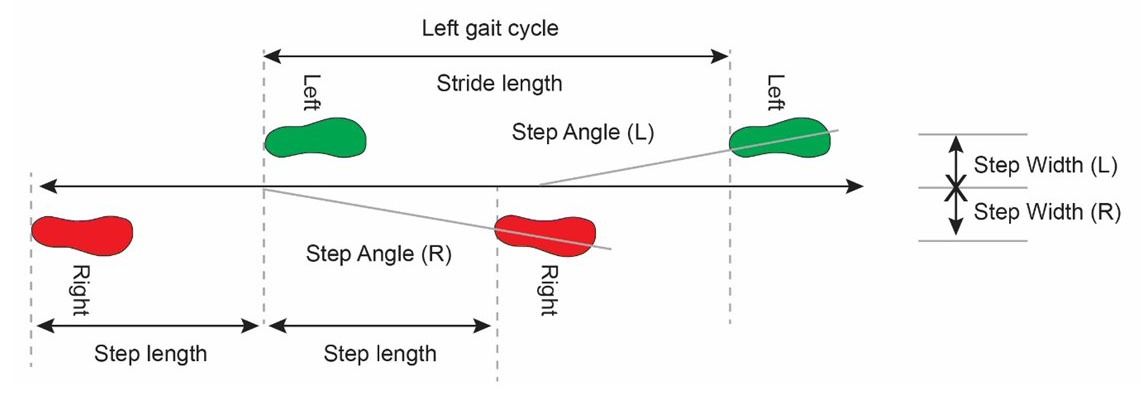 The Gait Cycle: Phases, Parameters to Evaluate & Technology | Gait ... The Gait Cycle: Phases, Parameters to Evaluate & Technology | Gait ...